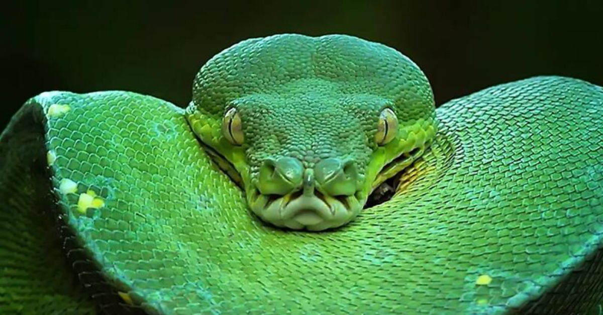 9 imágenes increíbles de reptiles del fotógrafo Yan Hidayat - Billiken