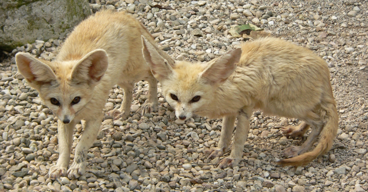 Fénec, un pequeño zorro con orejas gigantes que solo habita en África y ...