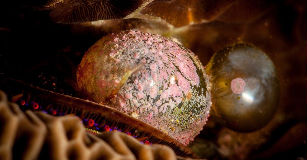 Valonia ventricosa: el alga unicelular más grande del mundo - Billiken