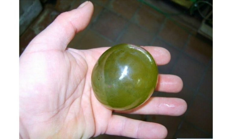 Valonia ventricosa: el alga unicelular más grande del mundo - Billiken