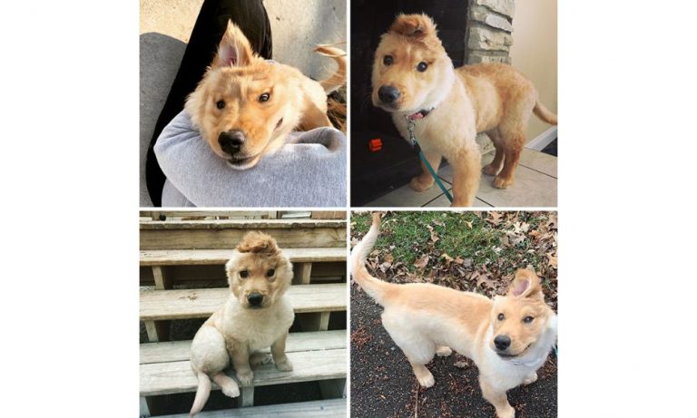 Mascotas y mutaciones genéticas: ¡Mirá las imágenes! - Billiken