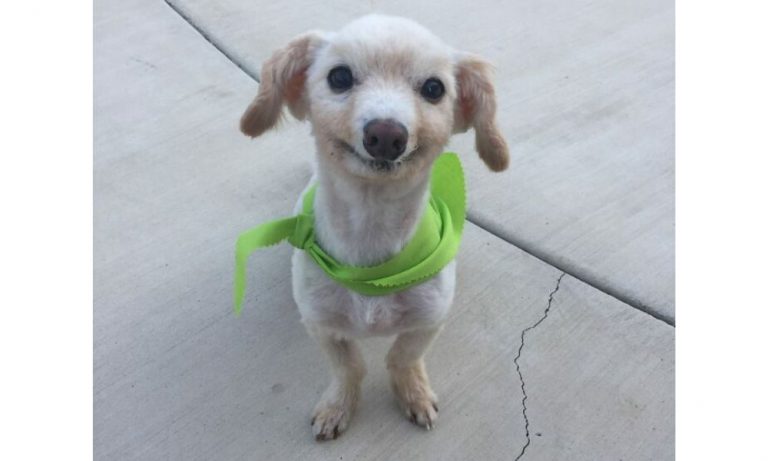 Mascotas y mutaciones genéticas: ¡Mirá las imágenes! - Billiken