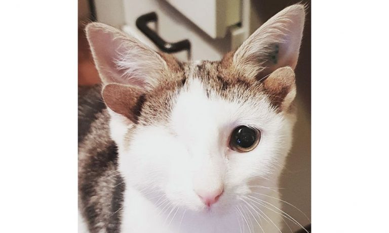 Mascotas y mutaciones genéticas: ¡Mirá las imágenes! - Billiken