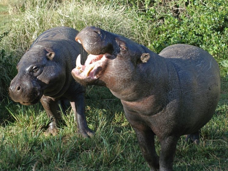 Hipopótamo pigmeo, el pequeño mamífero que está al borde de la extinción - Billiken