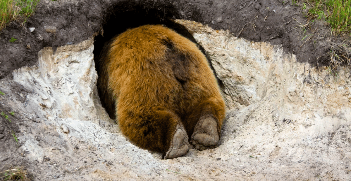 ¿Sabías que no es lo mismo hibernar que invernar? - Billiken