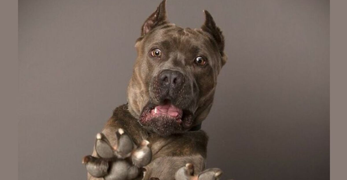 ¡Mirá estas adorables fotos de perritos! - Billiken