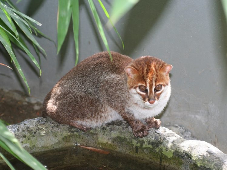 Gato de cabeza plana: el pequeño felino que regresó de la extinción ...