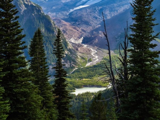 Día Internacional de los Bosques: ¿por qué se celebra el 21 de marzo? - Billiken
