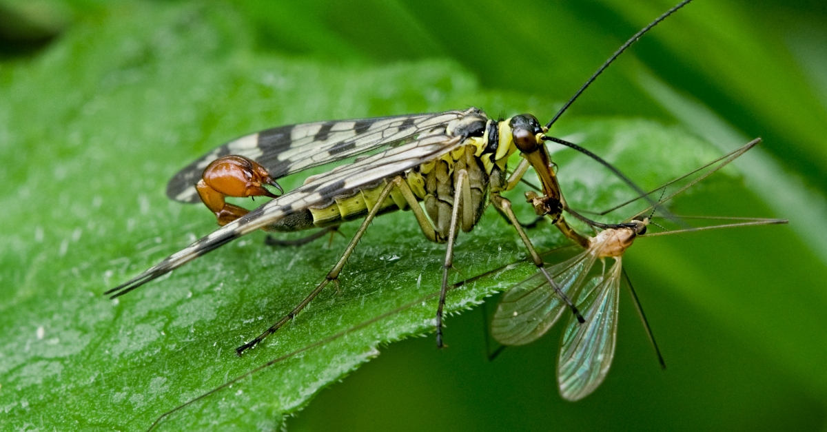 Mosca escorpión: un gigantesco insecto que sobrevuela múltiples ...