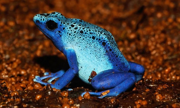 Flecha azul: la extraña rana venenosa que solo habita en el país más ...