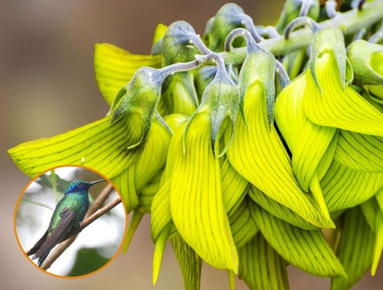 Planta "colibrí verde", la curiosa especie que se parece al lindo ...