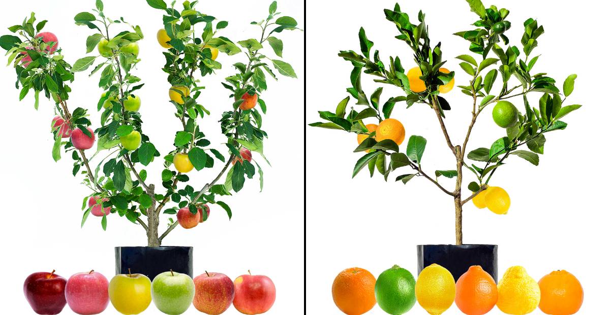 Ensalada de frutas, el árbol del que pueden crecer hasta 6 frutos ...
