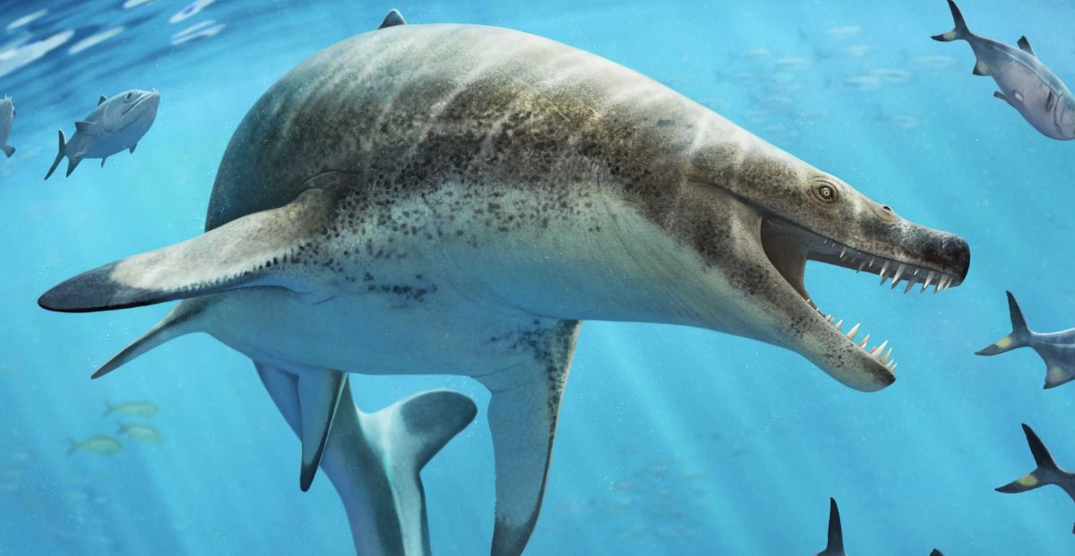 Khinjaria acuta, el enorme "monstruo" marino descubierto en África ...