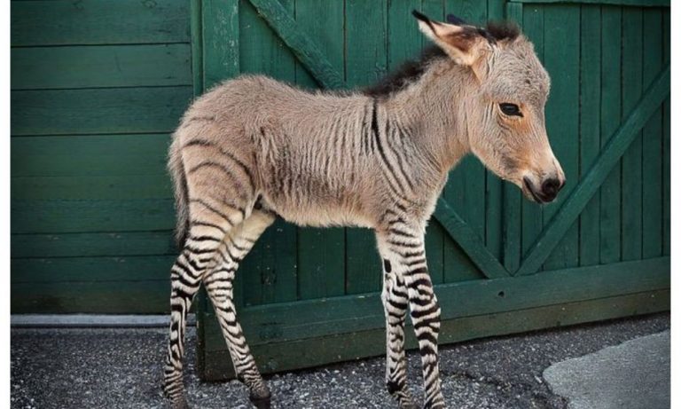 ¿Qué animal es un cebrallo y qué rasgos tiene? - Billiken