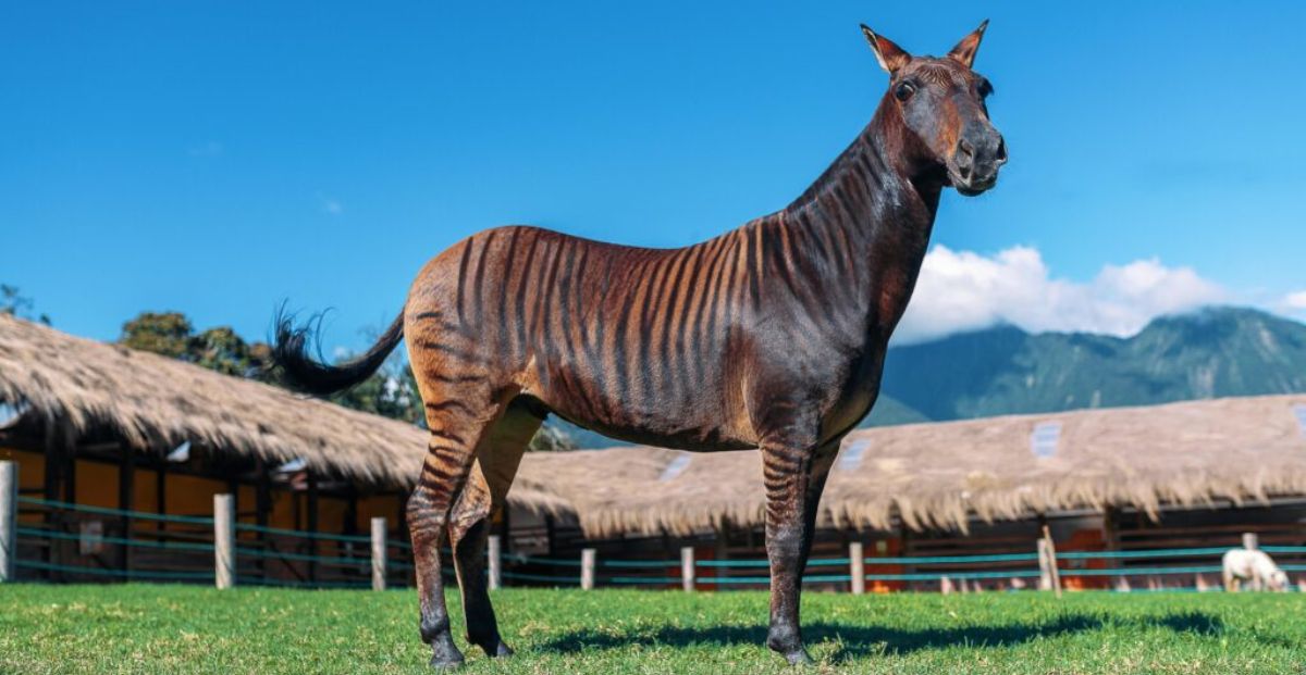 ¿Qué animal es un cebrallo y qué rasgos tiene? - Billiken