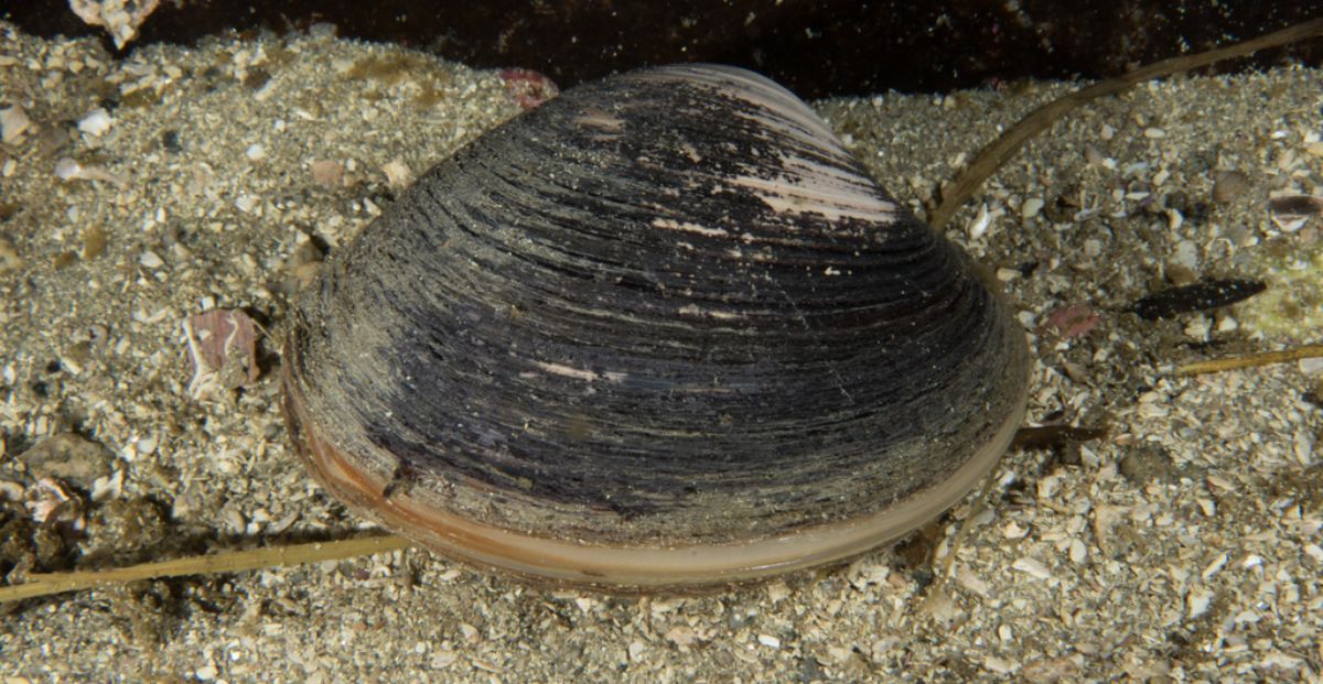 ¿Cuál es el molusco más antiguo del mundo? - Billiken