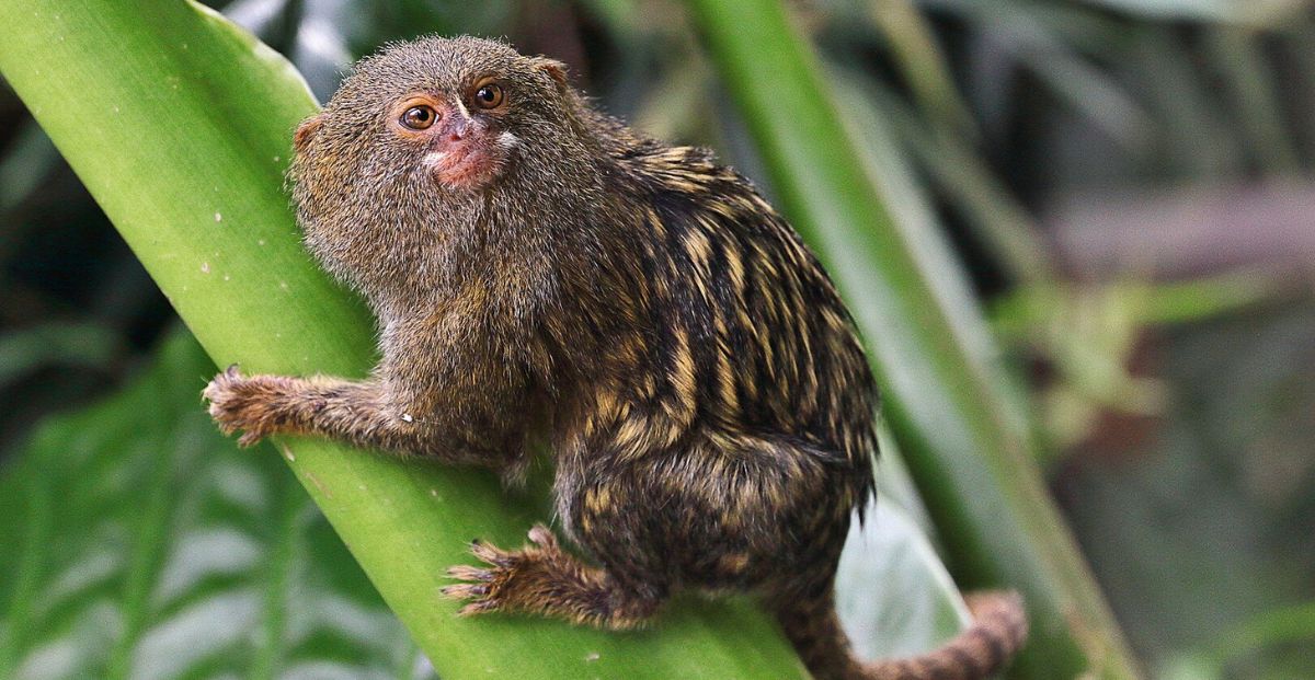 ¿Sabías que el mono más pequeño del mundo habita en Sudamérica? - Billiken