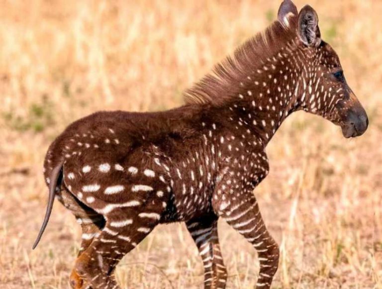 Tira, la cebra a lunares que vive en Kenia - Billiken