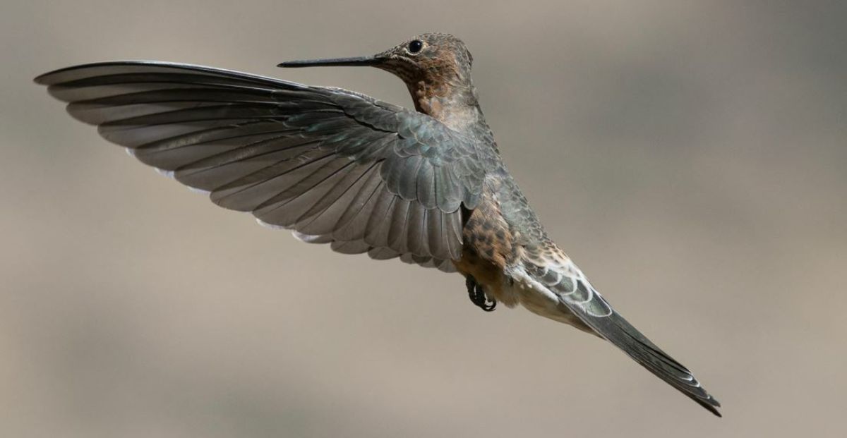 ¿Sabías que el colibrí más grande del mundo habita en Argentina? - Billiken