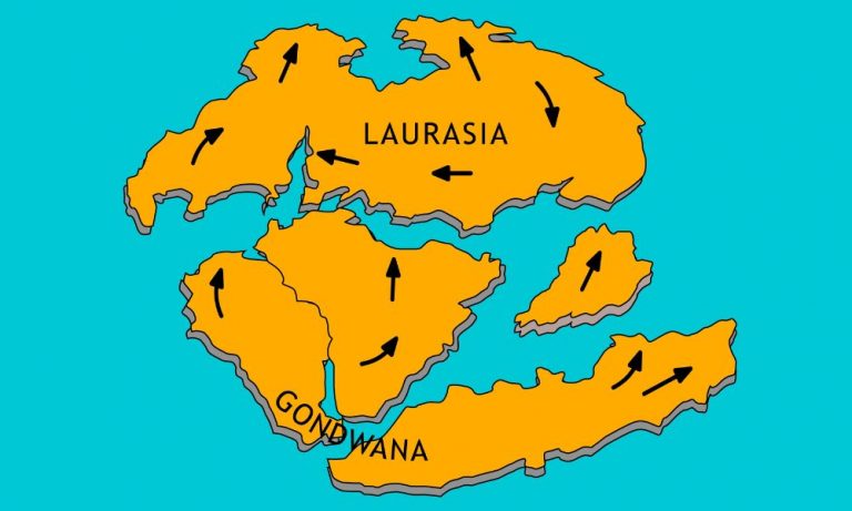 Gaiasia jennyae: el tetrápodo basal gigante que desafía las hipótesis ...