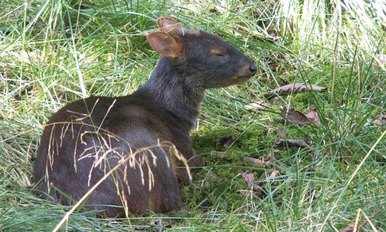 Pudu puda: es uno de los ciervos más pequeños del mundo y habita en la ...