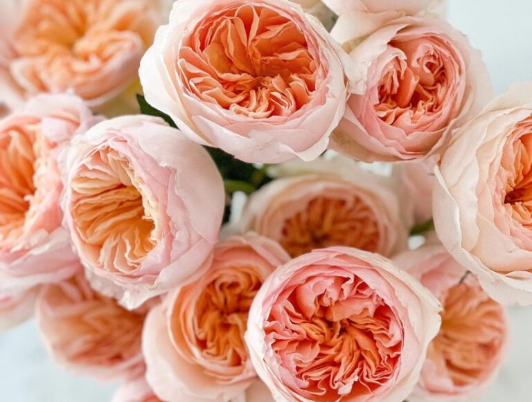 Juliet Rose: la rosa más cara y perfecta del mundo - Billiken