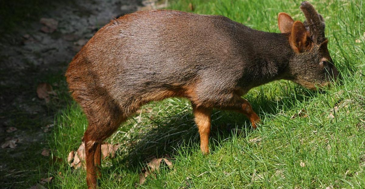 Pudu puda: es uno de los ciervos más pequeños del mundo y habita en la ...