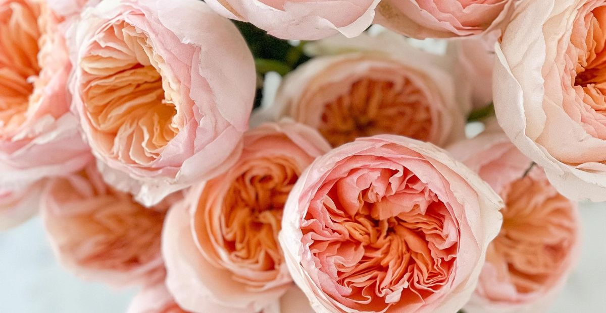 Juliet Rose: la rosa más cara y perfecta del mundo - Billiken