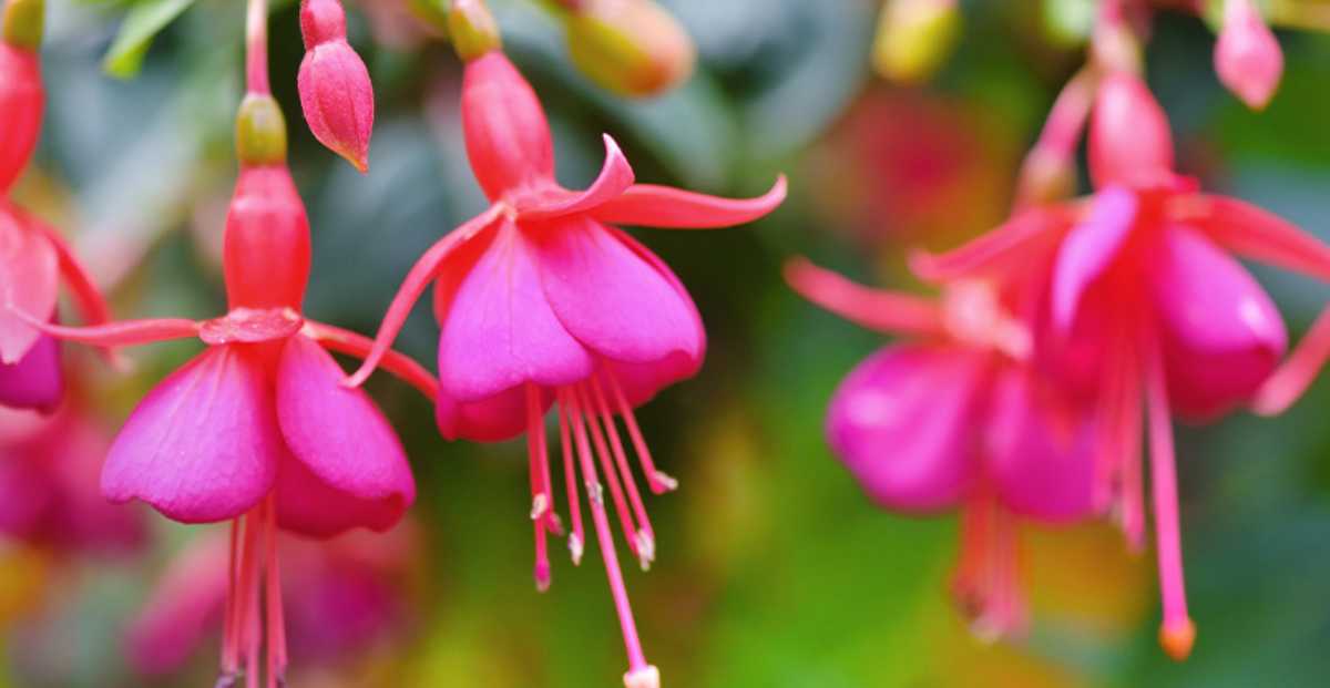 Fucsia: el origen e historia del color - Billiken
