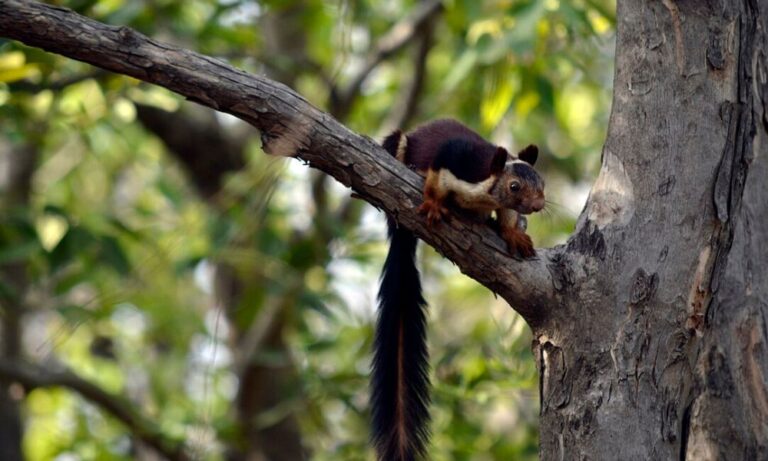 Ardilla malabar: un animal gigante, que mide más de un metro y solo ...