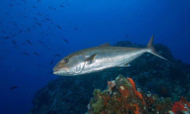 Pez limón, un animal poco conocido que vive en todo el planeta - Billiken