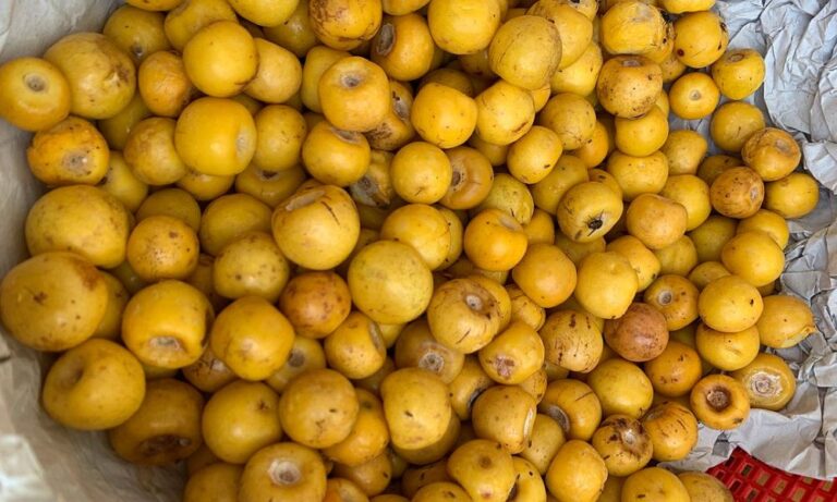 Nanche, una fruta llena de colágeno natural que se produce en ...