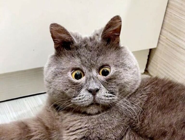 Fedya, el gatito con cara de sorpresa que conquistó corazones en todo ...