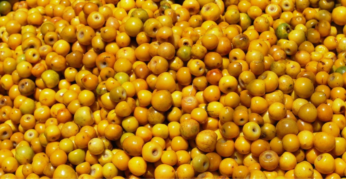 Nanche, una fruta llena de colágeno natural que se produce en ...