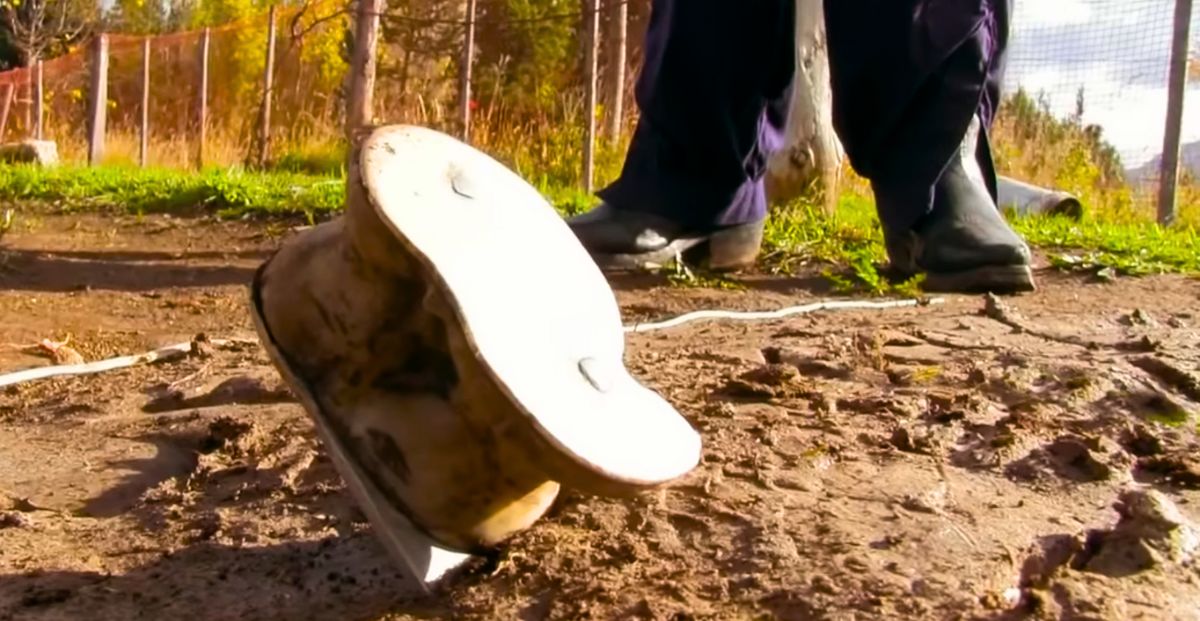 ¿Cuál es el origen de "se le dio vuelta la taba"? - Billiken