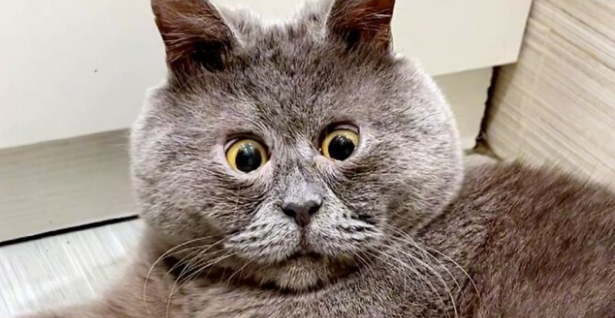 Fedya, el gatito con cara de sorpresa que conquistó corazones en todo ...