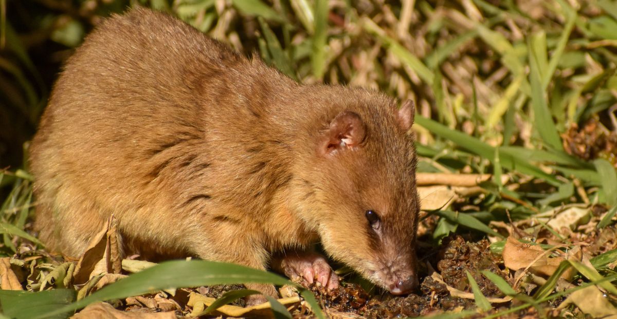 Comadreja colorada, el marsupial que sólo habita en Sudamérica - Billiken