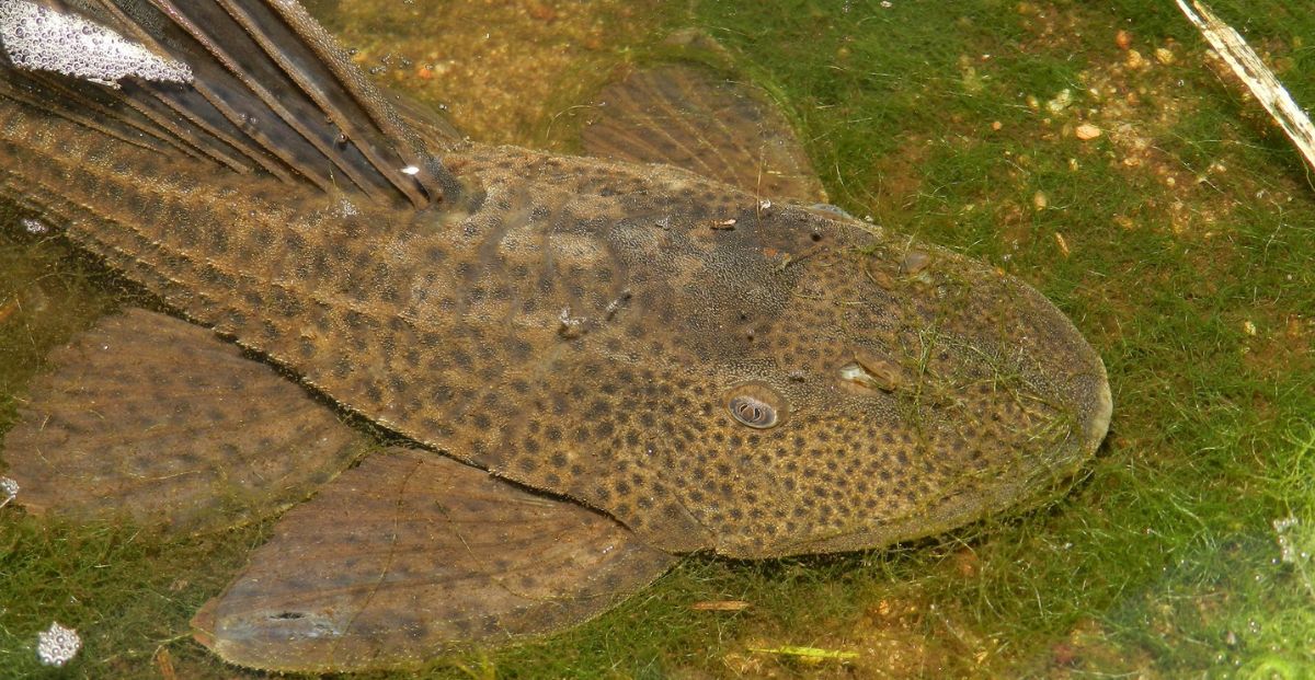Vieja de agua: el pez de río que solo habita en Sudamérica - Billiken
