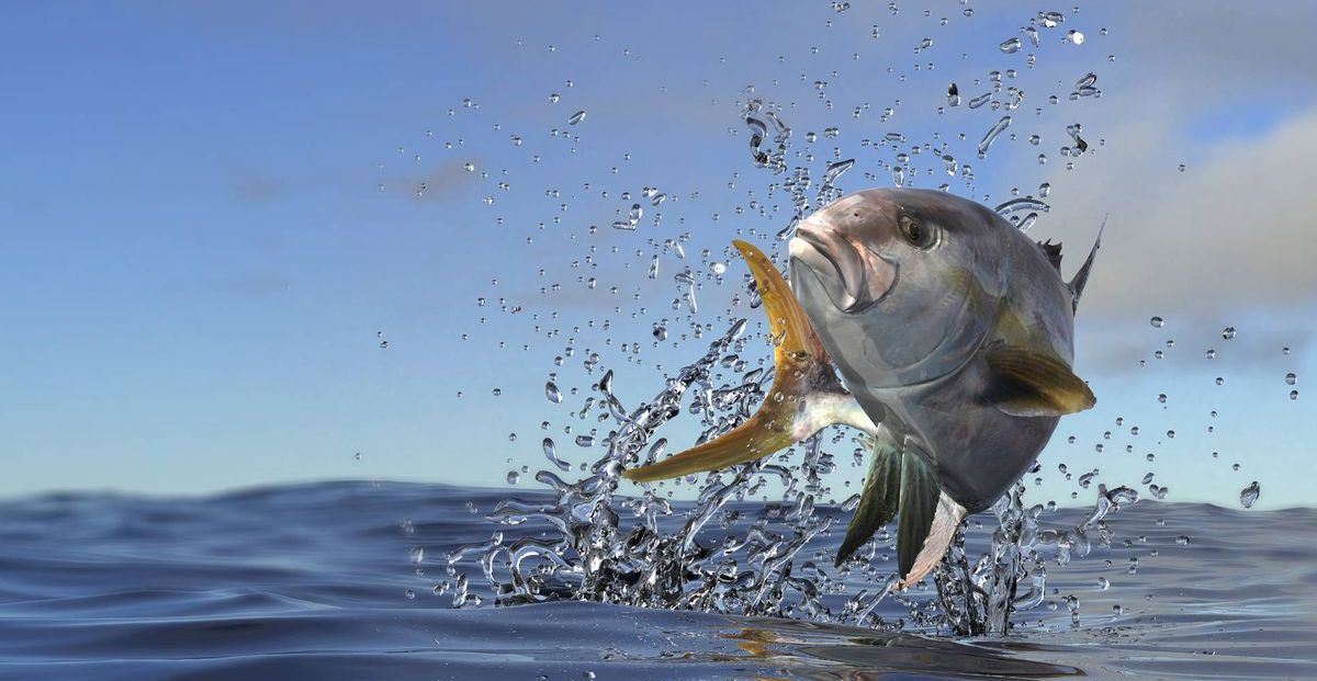 Pez limón, un animal poco conocido que vive en todo el planeta - Billiken