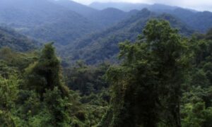Las Yungas de Jujuy, un tesoro natural para todo el mundo - Billiken