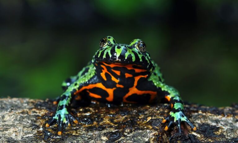 Las Yungas de Jujuy, un tesoro natural para todo el mundo - Billiken
