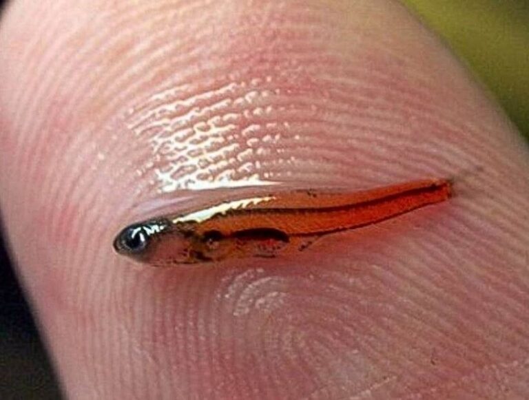 Paedocypris progenetica, uno de los peces más pequeños del mundo - Billiken