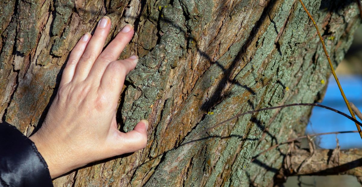 ¿Cómo se originó la costumbre de "tocar madera"? - Billiken