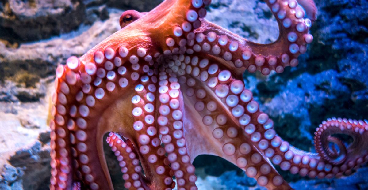 ¿Sabías que el pulpo tiene tres corazones? - Billiken