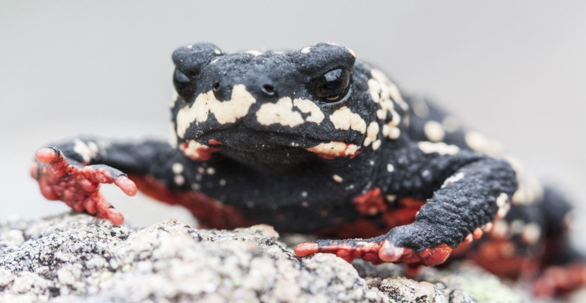 Sapito panza roja, la simpática especie que ama la lluvia y vive en ...