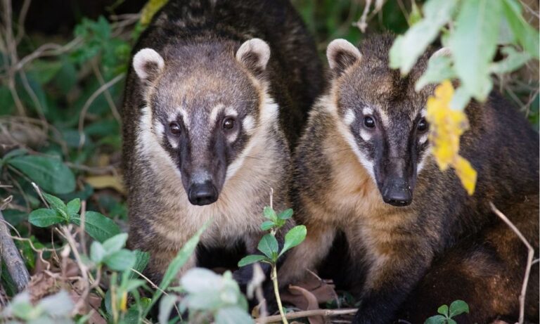 ¿Qué animal es un coatí? - Billiken