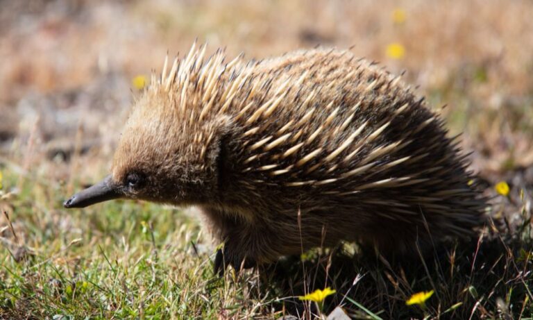 Equidna, el extraño mamífero que pone huevos y guarda secretos ...