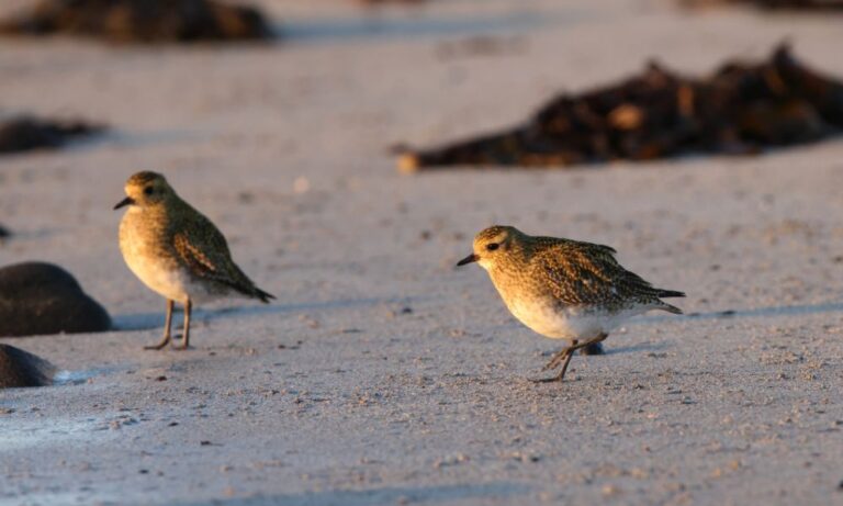 "Cabeza de chorlito": ¿cuál es el origen y significado de la frase ...