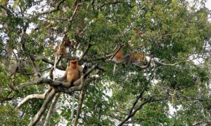 Mono narigudo, el curioso primate de Asia que está en peligro de ...