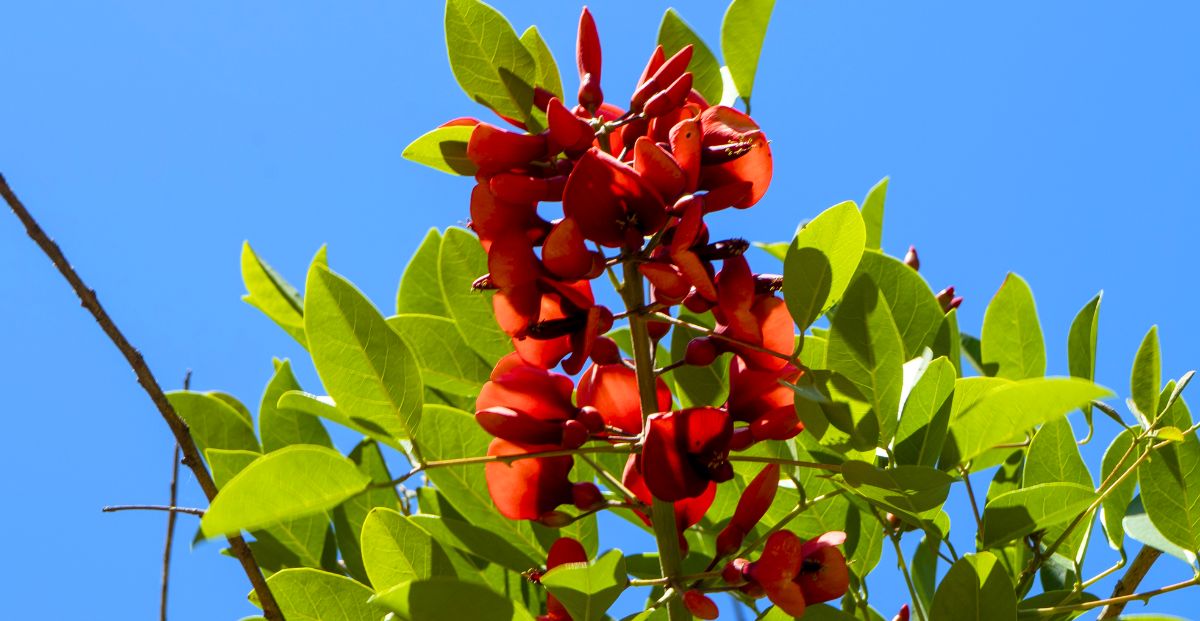 ¿Por qué el ceibo es la flor nacional de Argentina? - Billiken